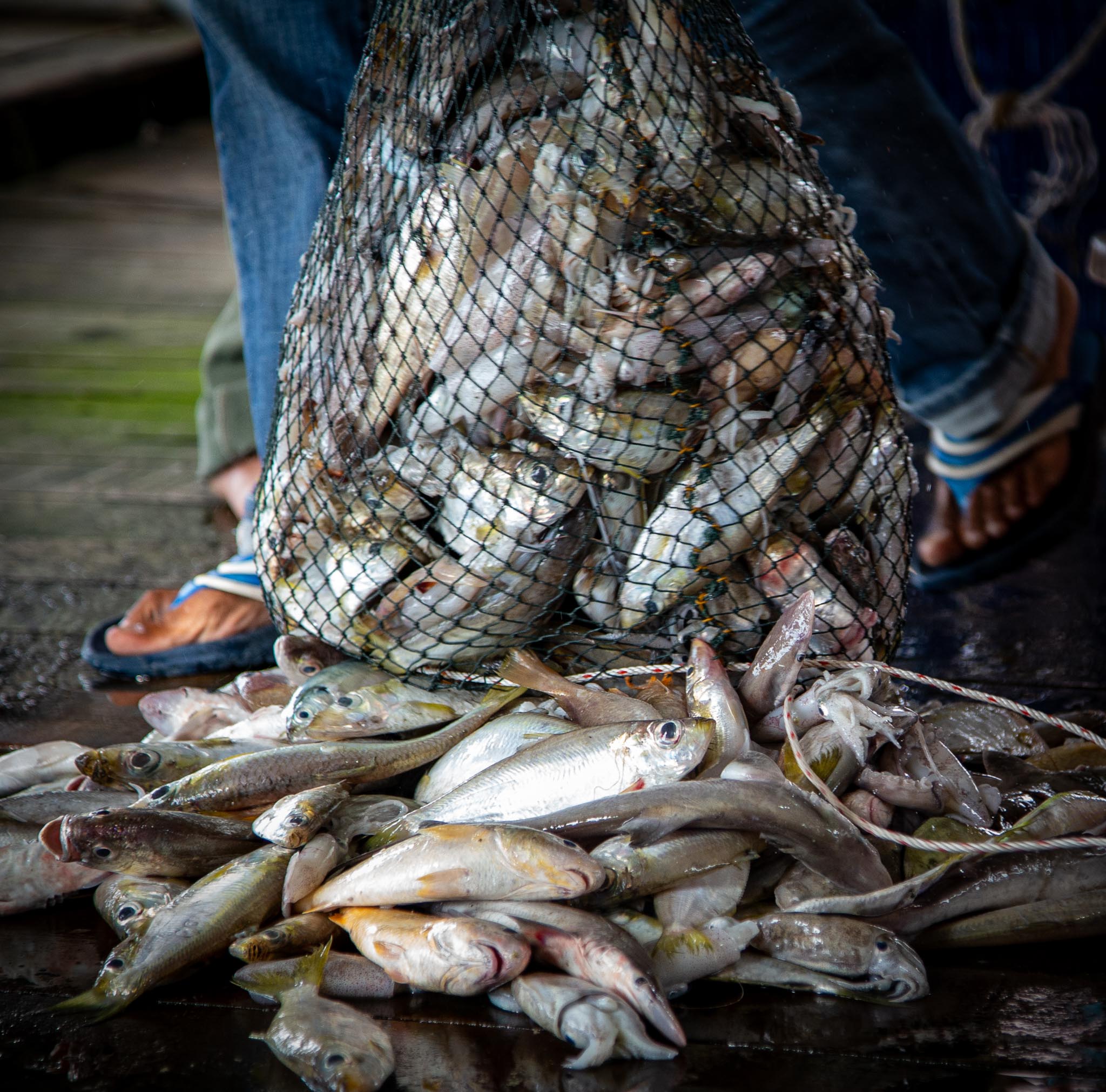 YS Seafood 渔乡鲜货 · 直送到府