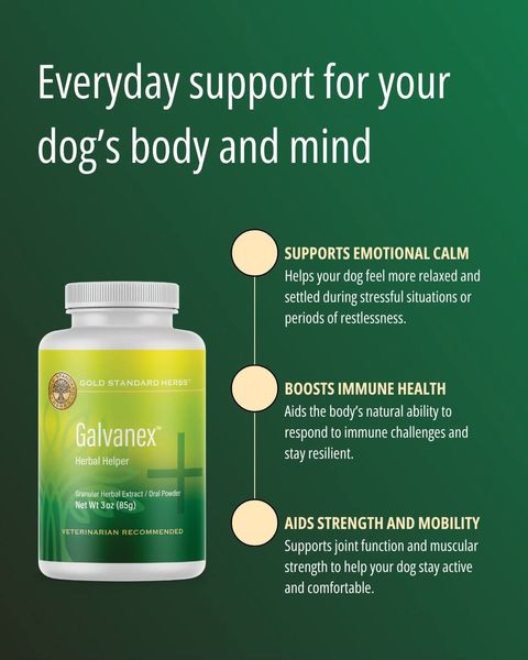 Gold Standard Herbs Galvanex | Lift the Qi, Whole Body Support ...