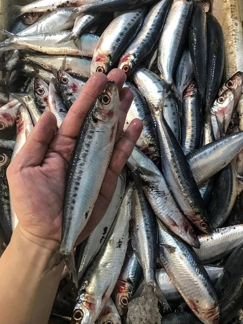 Pacific Sardine Fish (1kg) – SeaMart