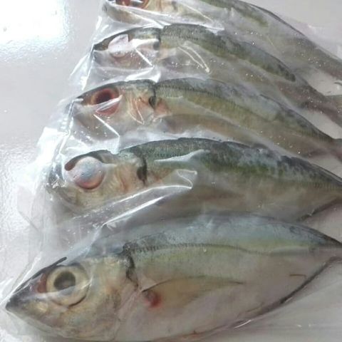 Whole Ikan Kembung/Mackerel (1kg/pack) – SeaMart