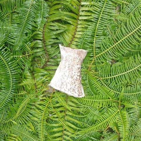 PRE-CUT Grouper / Kerapu – Fish For It!