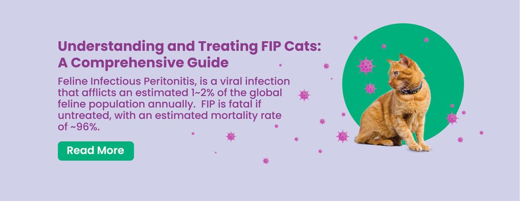 FIP Cats: Comprehensive Guide to Symptoms, Diagnosis & Treatment ...