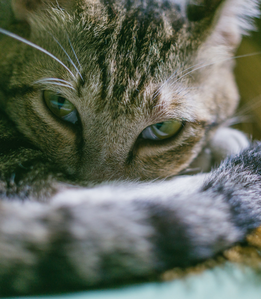 Basmi FIP™ Malaysia