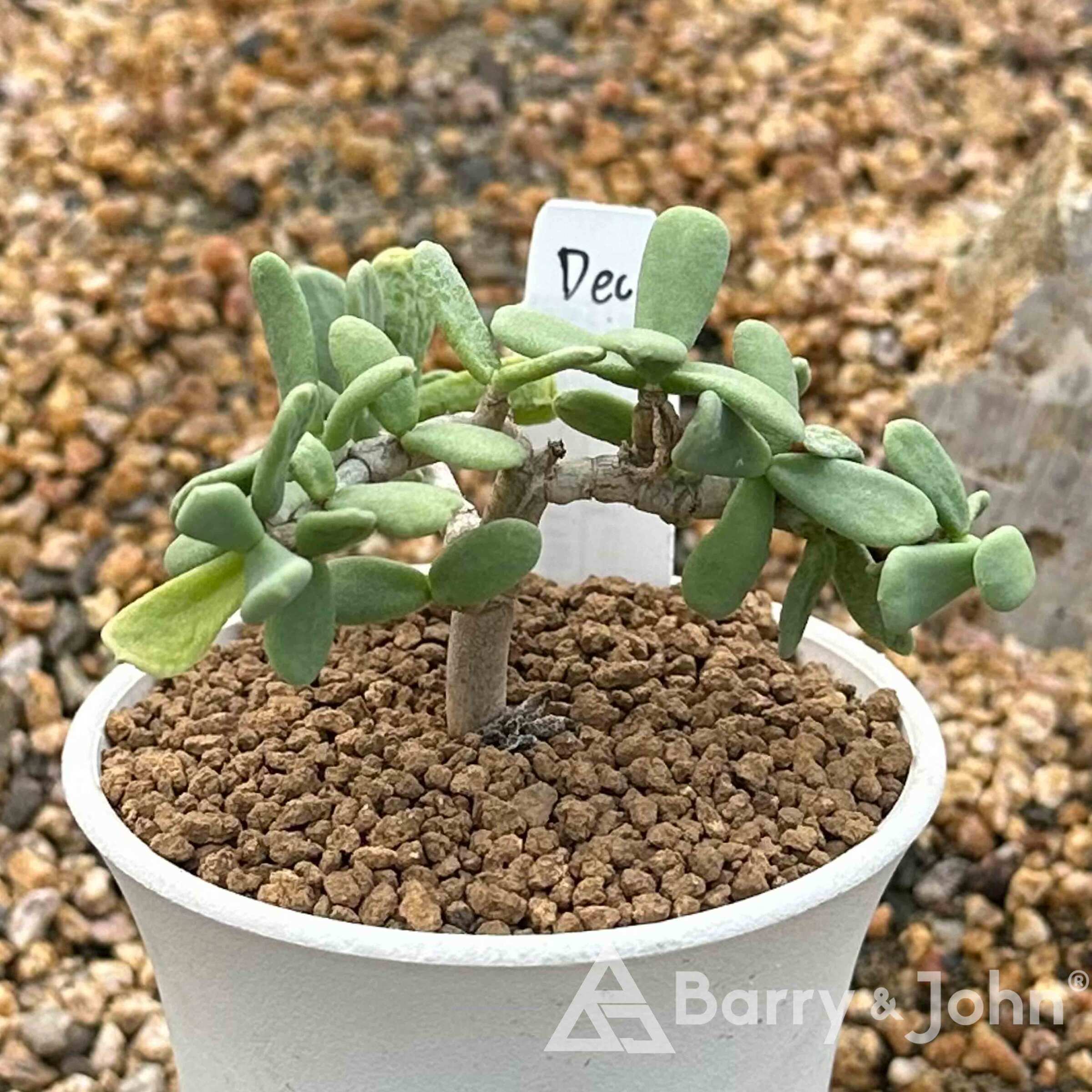 ｜延壽城｜塊根｜Ceraria pygmaea｜ – Barry & John