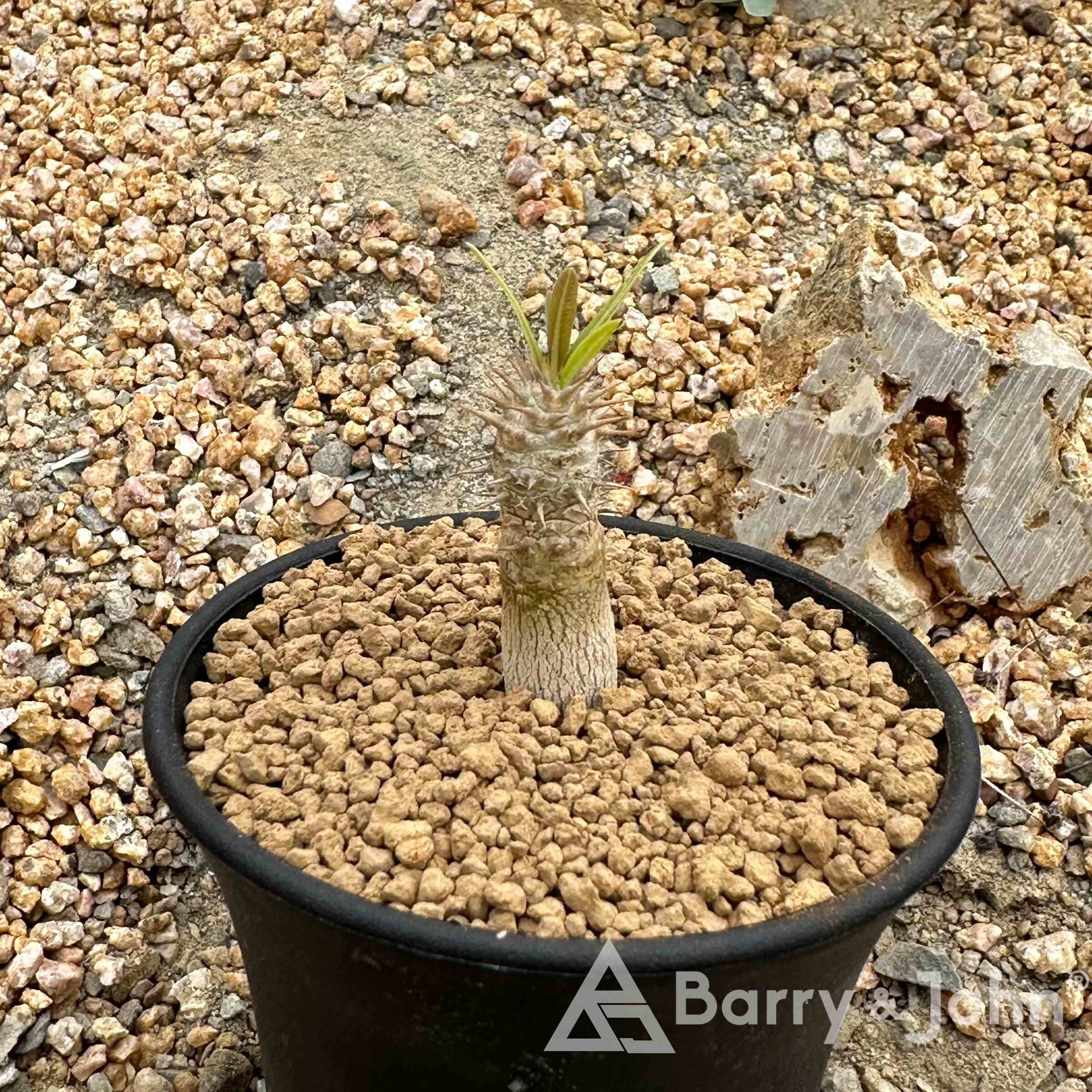 ｜伊羅瓶幹｜塊根｜Pachypodium inopinatum｜ – Barry & John