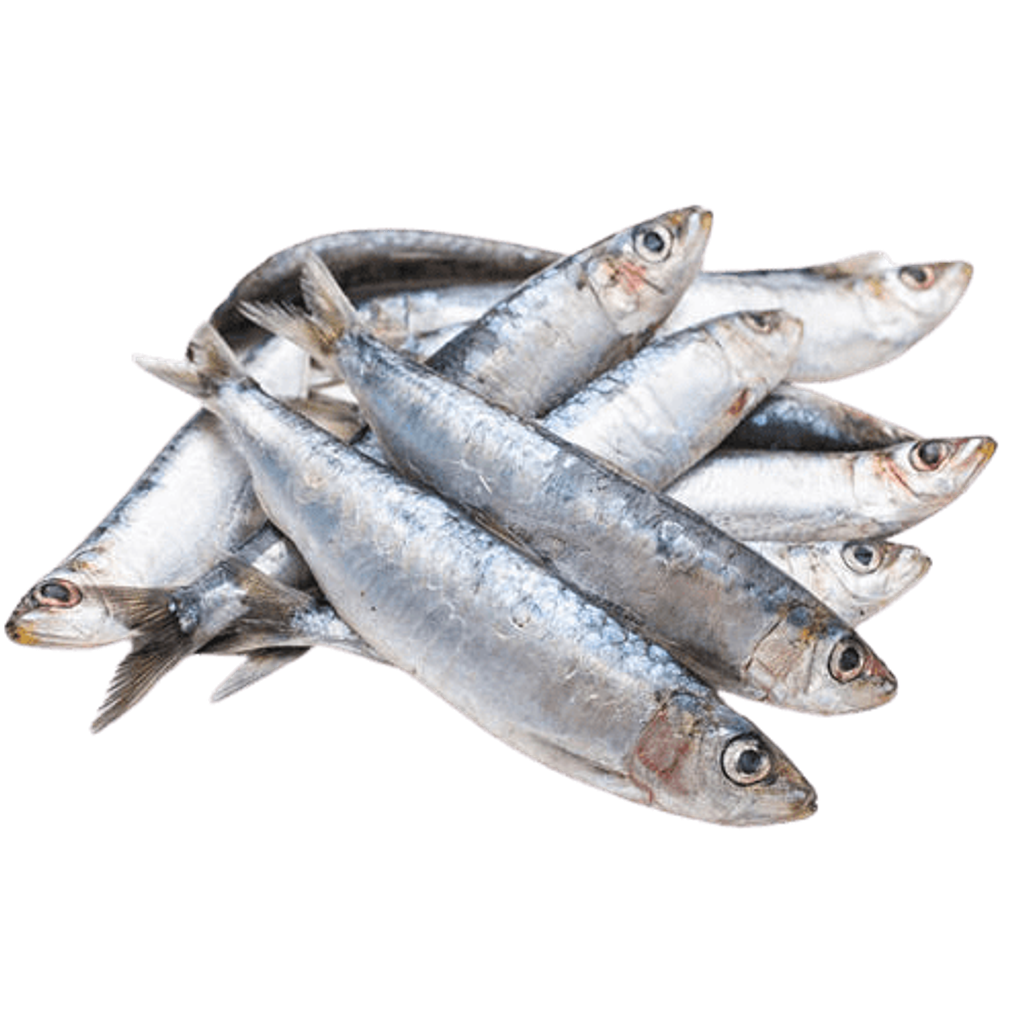 Ikan Tamban in Png - ReyneldonCummings