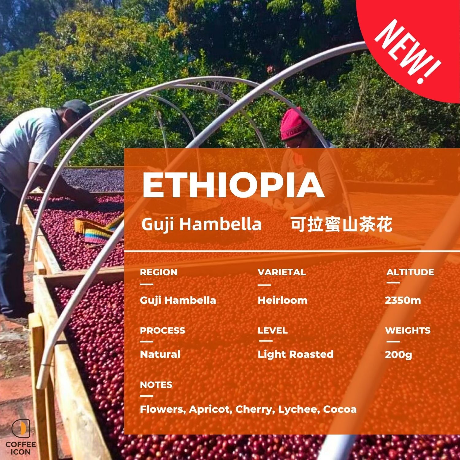 Coffee Beans – COFFEE ICON