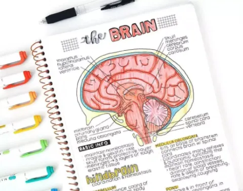 Zebra Mildliner Highlighter - Cream – Salt x Paper Stationery & Gifts