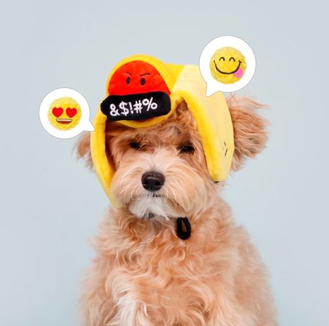 BACON – 坐下等等