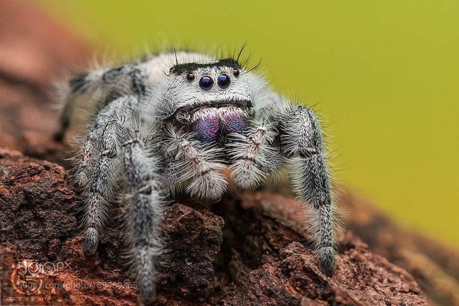 phidippus regius regal jumping spiderling sling unsexed 3rd instar SALE ...