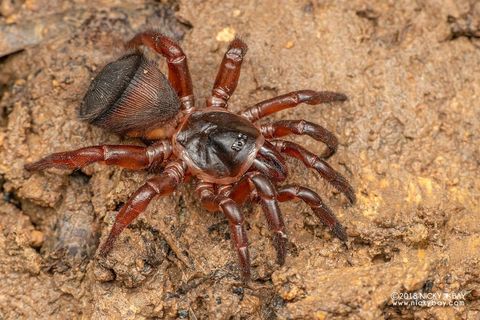 Cyclocosmia sp ricketti / latusicost (Chinese hourglass trapdoor spider ...