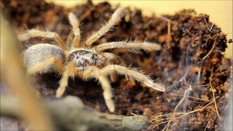 Neoholothele incei 'gold' (Trinidad golden olive tarantula) (ex ...
