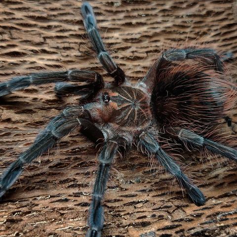 Pamphobeteus sp. platyomma (Brazilian pink bloom tarantula) – Scorpo Hunter