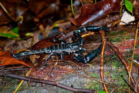 Heterometrus longimanus (Borneo forest scorpion) (Asian long claw ...