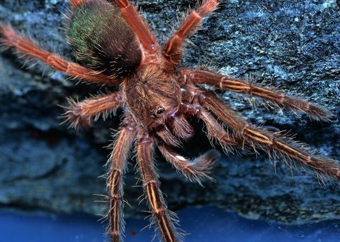 Ephebopus murinus (Skeleton tarantula) – Scorpo Hunter
