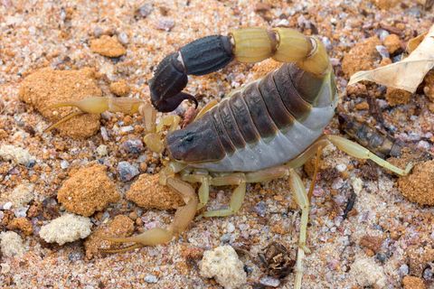Parabuthus liosoma (African black tail scorpion) – Scorpo Hunter