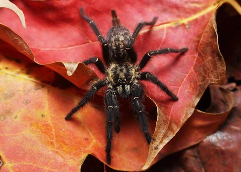 Heterothele gabonensis (Gabon blue dwarf baboon tarantula) (ex. Diplura ...