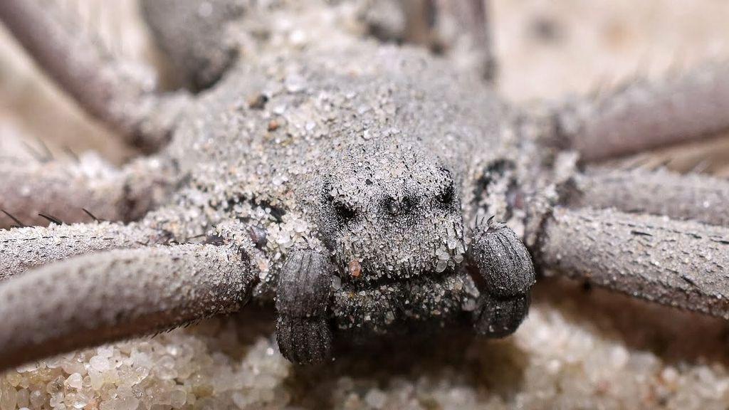 Sicarius thomisoides (Chilean six-eyed sand spider) (syn. Sicarius ... Sicarius thomisoides (Chilean six-eyed sand spider) (syn. Sicarius ...