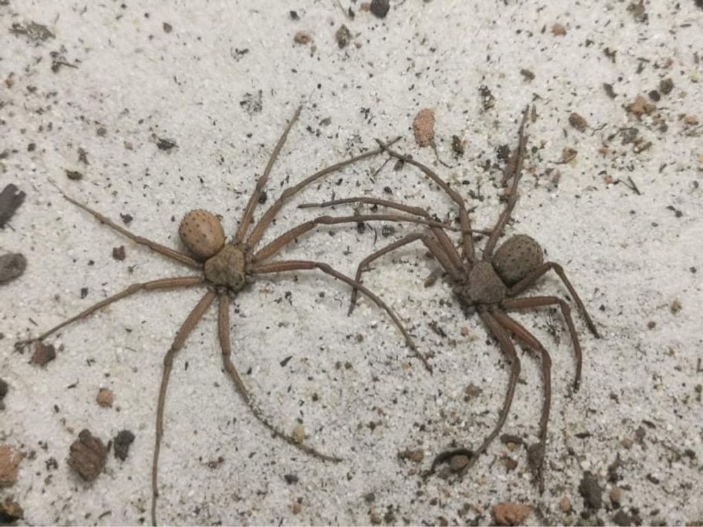 Sicarius thomisoides (Chilean six-eyed sand spider) (syn. Sicarius ... Sicarius thomisoides (Chilean six-eyed sand spider) (syn. Sicarius ...