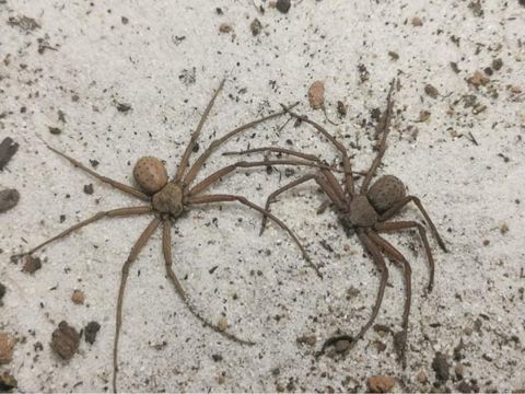 Sicarius thomisoides (Chilean six-eyed sand spider) (syn. Sicarius ...