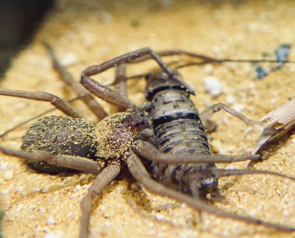 Sicarius thomisoides (Chilean six-eyed sand spider) (syn. Sicarius ... Sicarius thomisoides (Chilean six-eyed sand spider) (syn. Sicarius ...