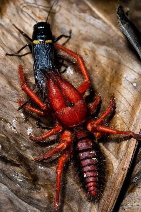 Dinorhax rostrumpsittaci (Vietnamese red solifugae) (Vietnamese red sun ...