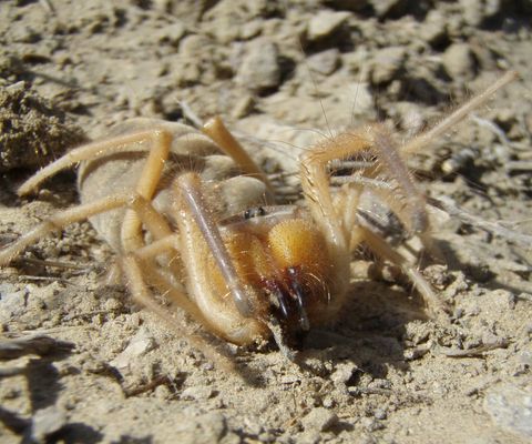 Galeodes caspius (Central Asian solifuge) (Asian sun spider) (Asian ...