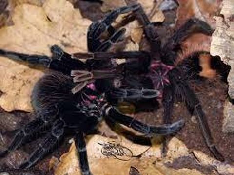 Xenesthis intermedia (Amazon blue bloom tarantula) – Scorpo Hunter