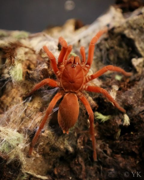 Orphnaecus philippinus (Philippine tangerine tarantula) (aka Philippine ...