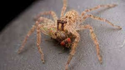 Heteropoda lunula (Purple huntsman spider) – Scorpo Hunter