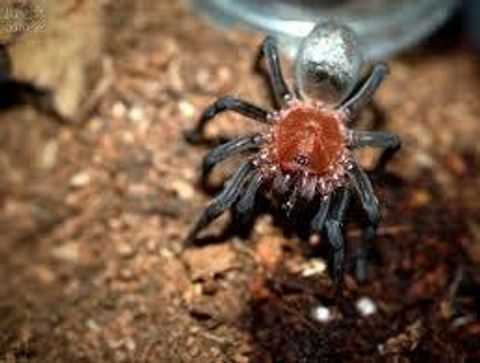 Bumba horrida (Brazilian redhead tarantula) (ex. Bumba cabocla ...