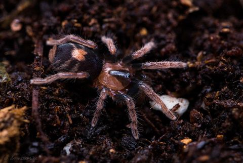 Cyriocosmus elegans (Trinidad dwarf tiger tarantula) – Scorpo Hunter