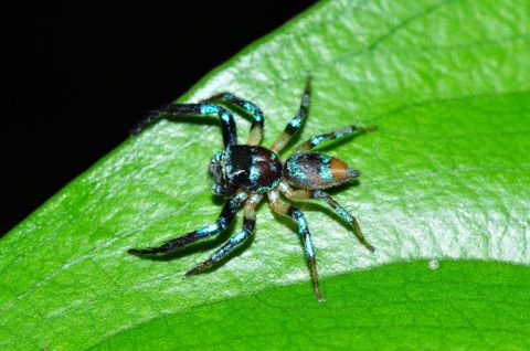 Thiania bhamoensis (Metallic blue jumping spider) (Metallic blue ...