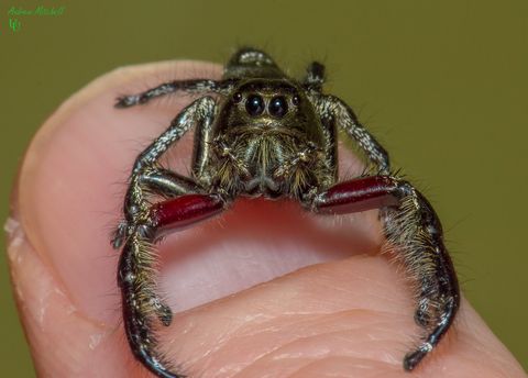 Hyllus diardi (Giant jumping spider) (Heavy jumper) – Scorpo Hunter