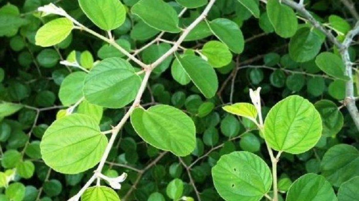 MANFAAT DAN KEBAIKAN DAUN BIDARA – SHADA GLOBE