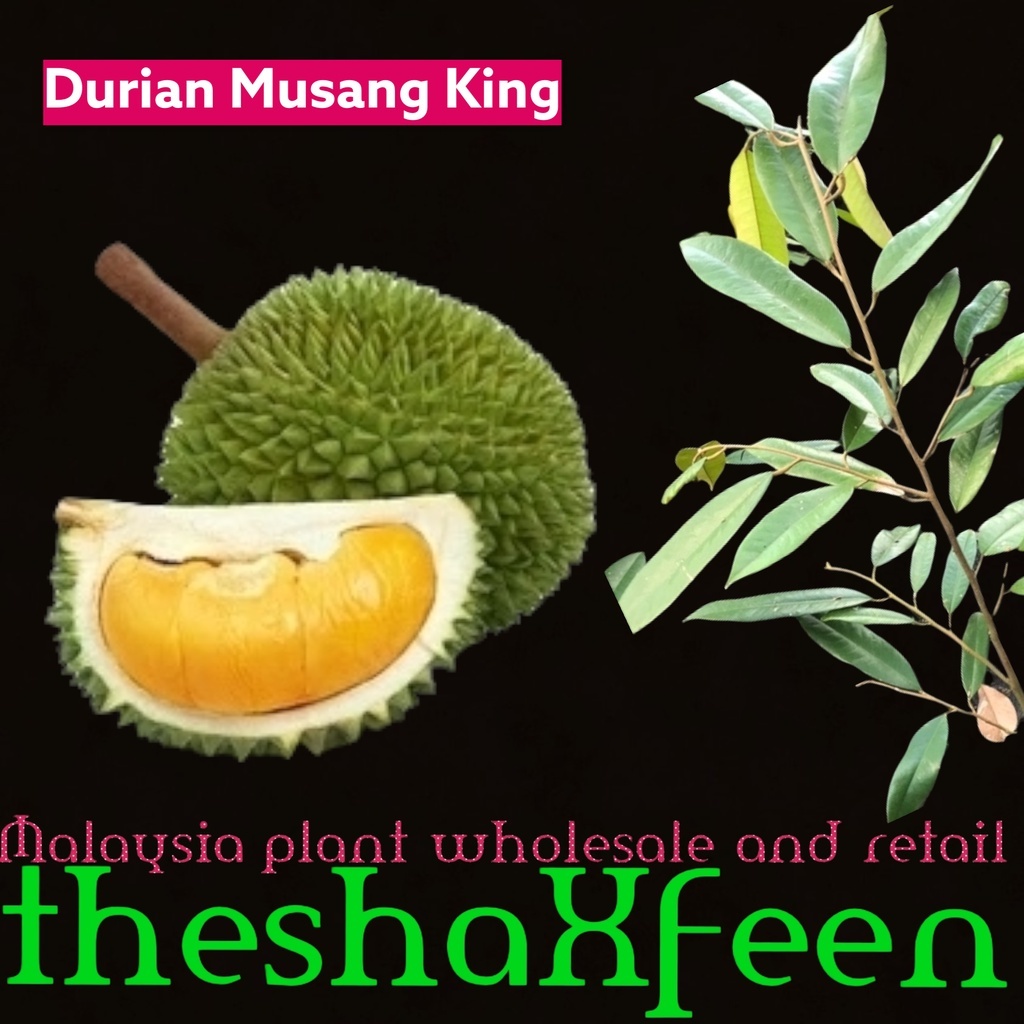 Pokok Durian Musang King