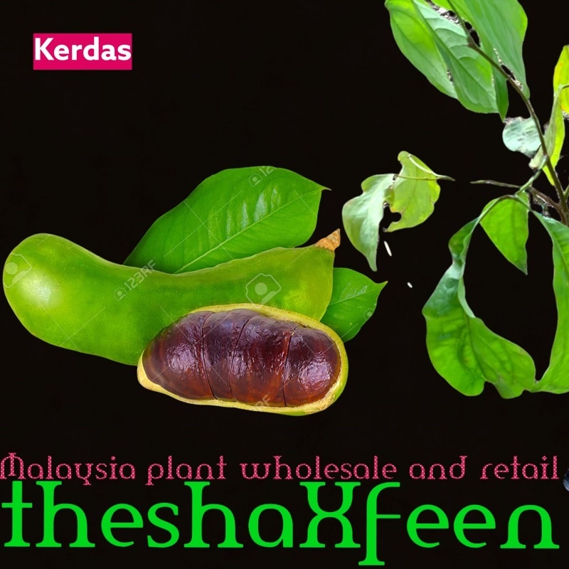 THESHAXFEEN Malaysia - Durian Seeds, Dragonfruit Seeds, Mango seeds ...