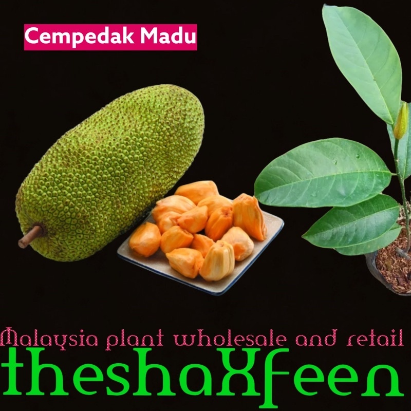 Cempedak Price & Promotion-Jul 2023|BigGo Malaysia