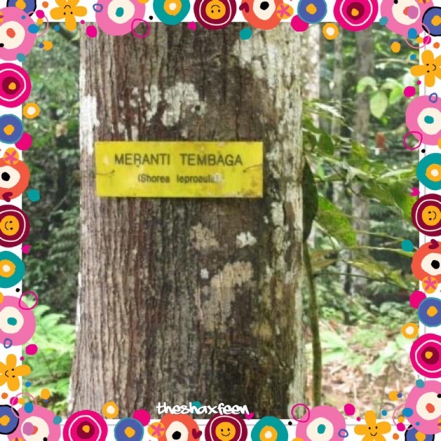 Pokok Meranti Tembaga