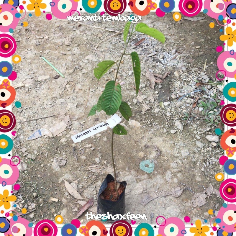 Pokok Meranti Tembaga