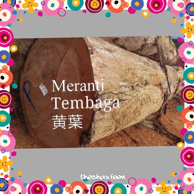 Pokok Meranti Tembaga