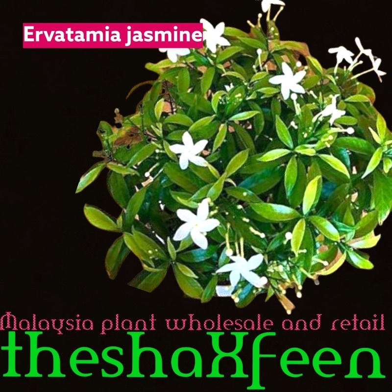 Ervatamia Price & Promotion-Feb 2023|BigGo Malaysia