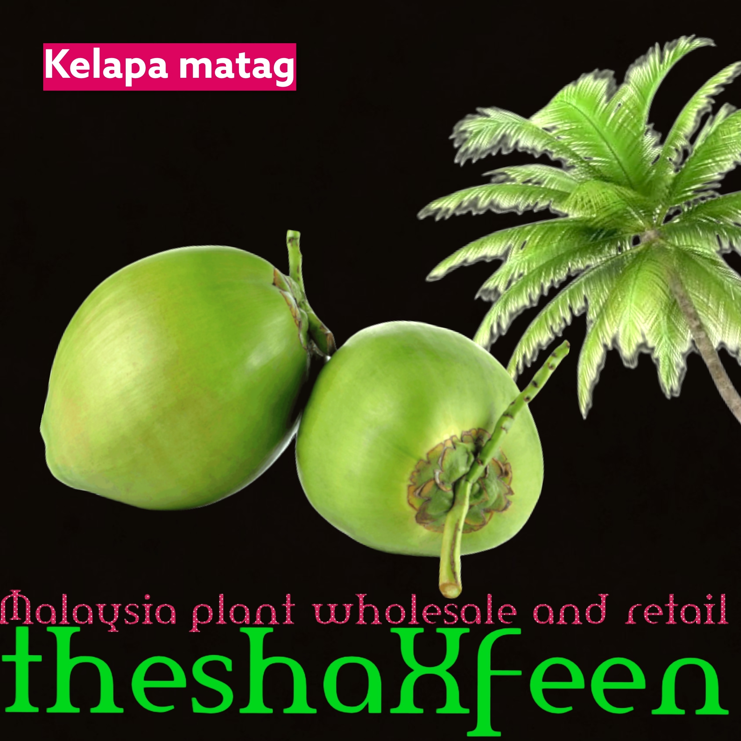 Kelapa Matag