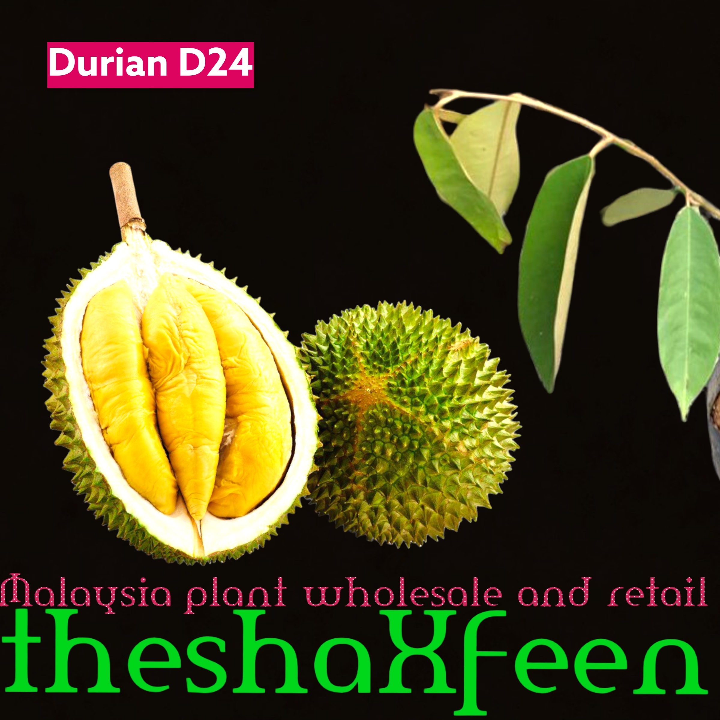 Pokok Durian Musang King