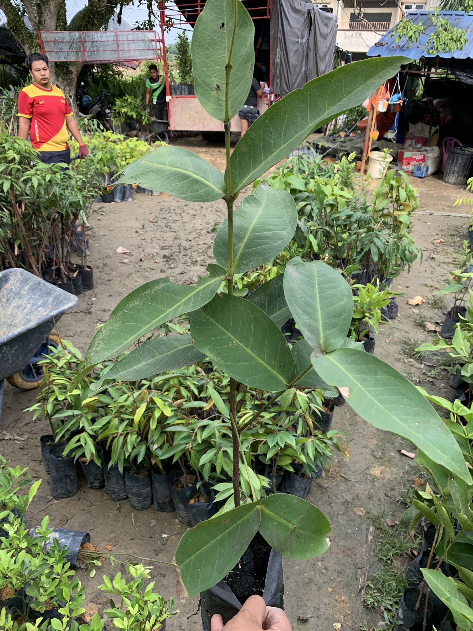 Pokok Jambu Air Madu Merah Theshaxfeen Theshaxfeen