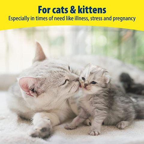 Kitzyme Conditioning Tablets 120s – SOOKIES Official Store