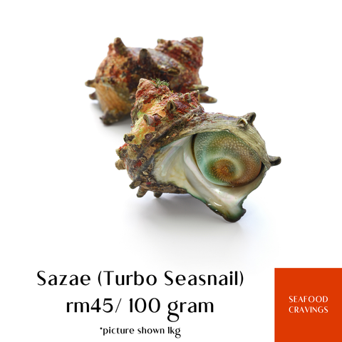 Sazae (Turban Sea Snails) - 100gm – Seafood Cravings