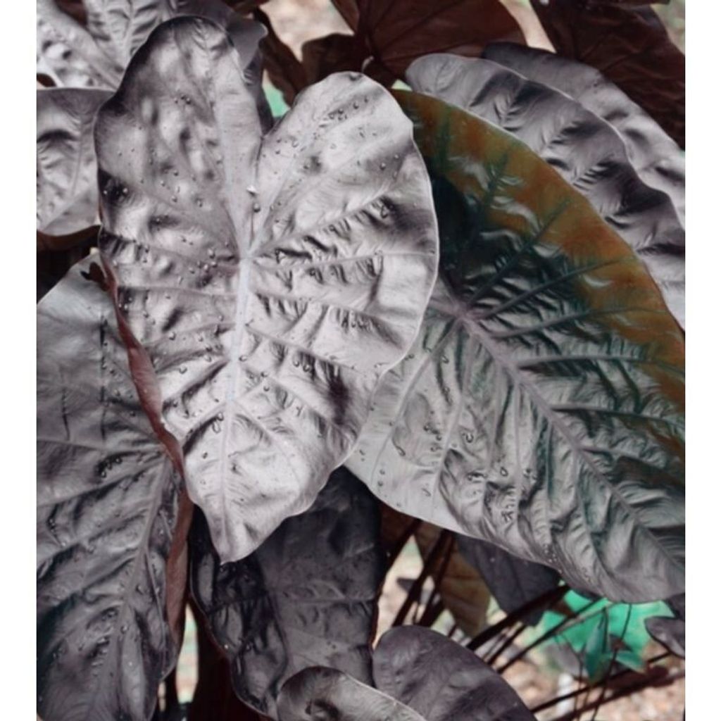 Colocasia Black Ripple – Mypondplants @MPP