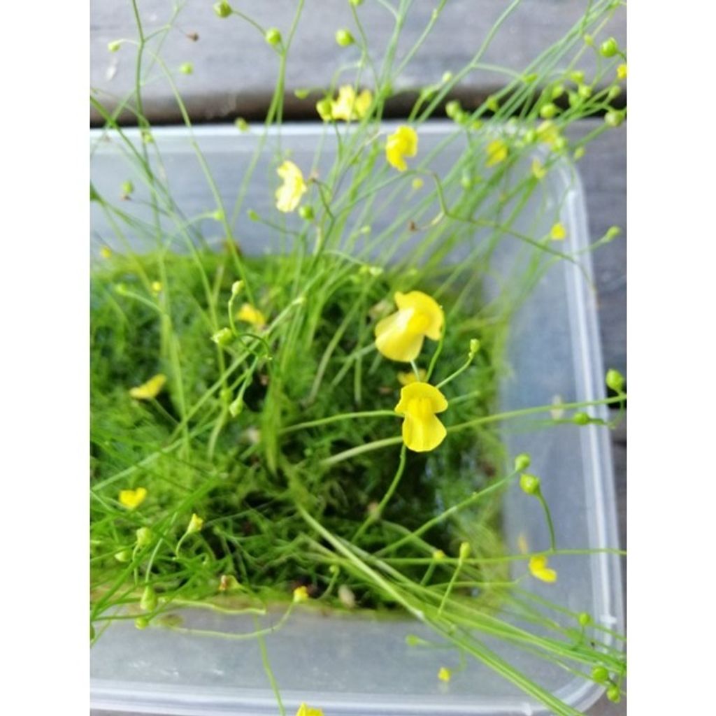 Utricularia Aurea