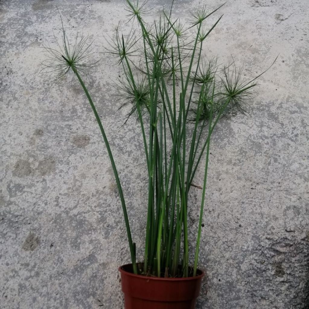 Cyperus Haspan – Mypondplants @MPP